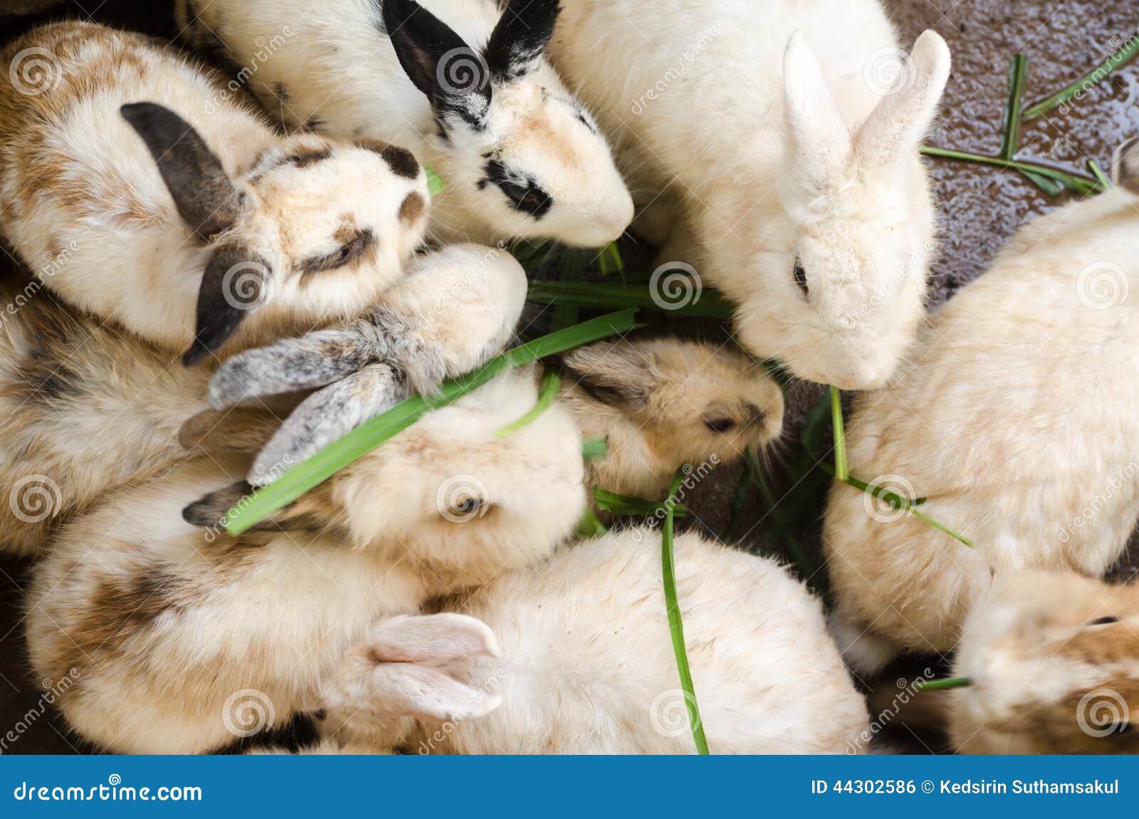 Masses soiled rabbit stock photo. Image of baby, breed - 44302586