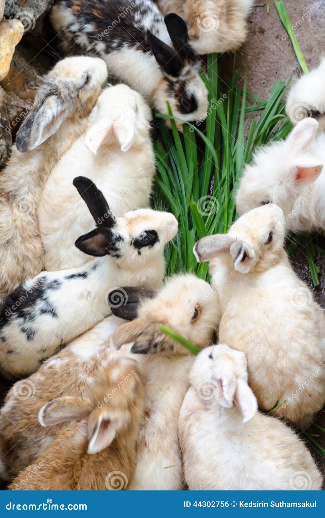 Masses Soiled Rabbit in Farm Stock Photo - Image of dirt, green: 44302756