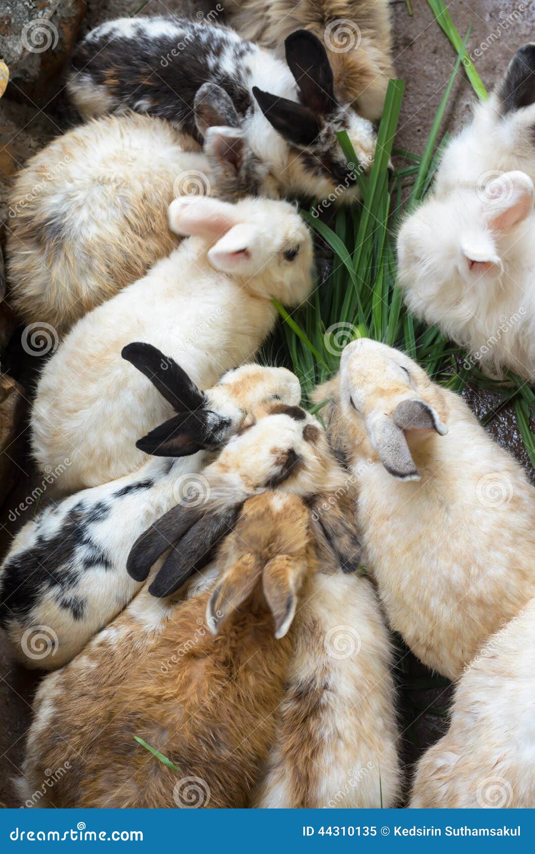 Masses Soiled Rabbit in Farm Stock Image - Image of caged, brown: 44310135