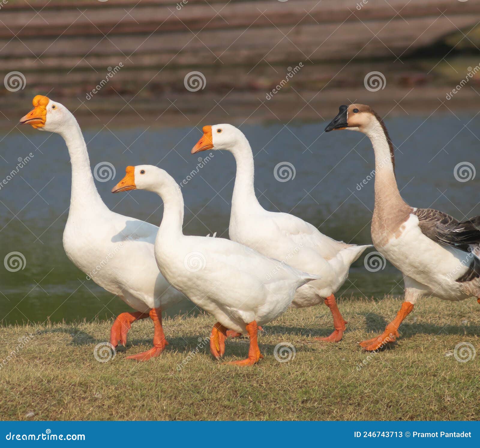 Masses White Geese Walk on the Farm Stock Image - Image of fauna, farm ...
