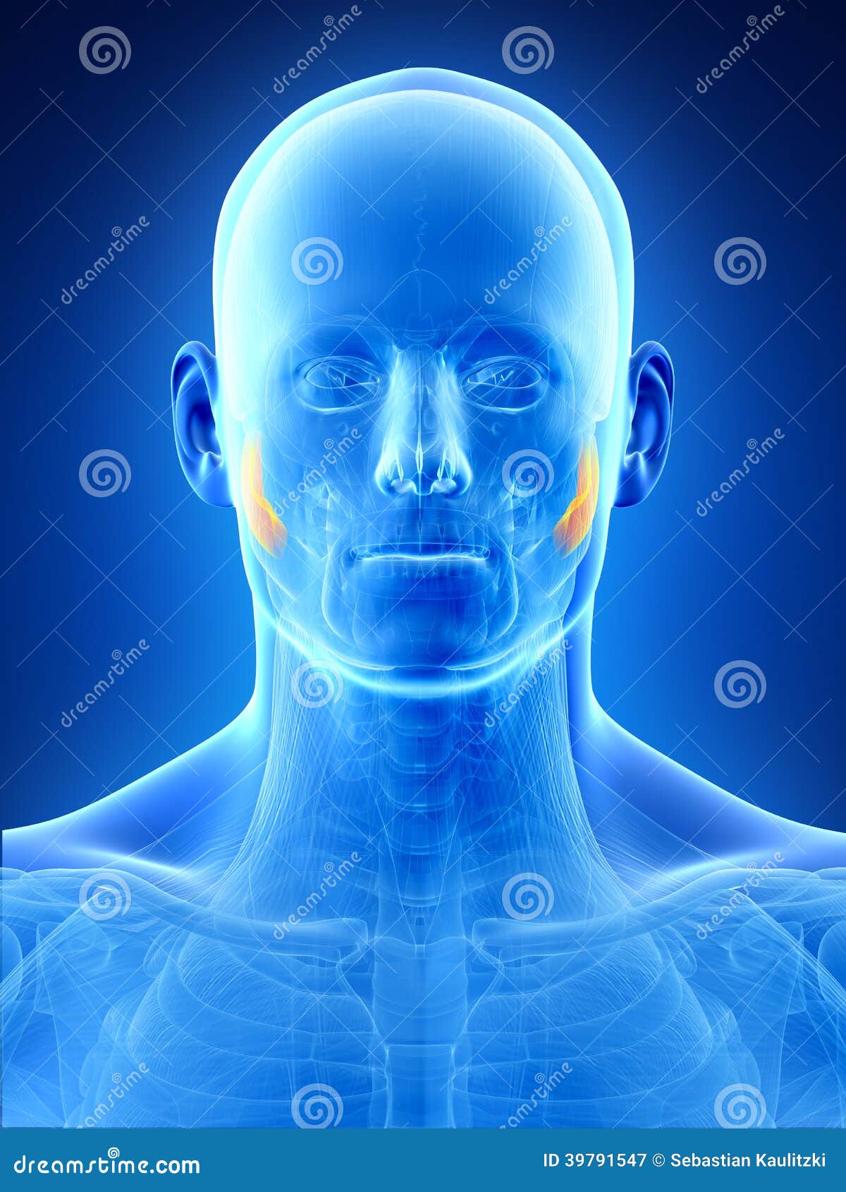The masseter deep stock illustration. Illustration of structure - 39791547