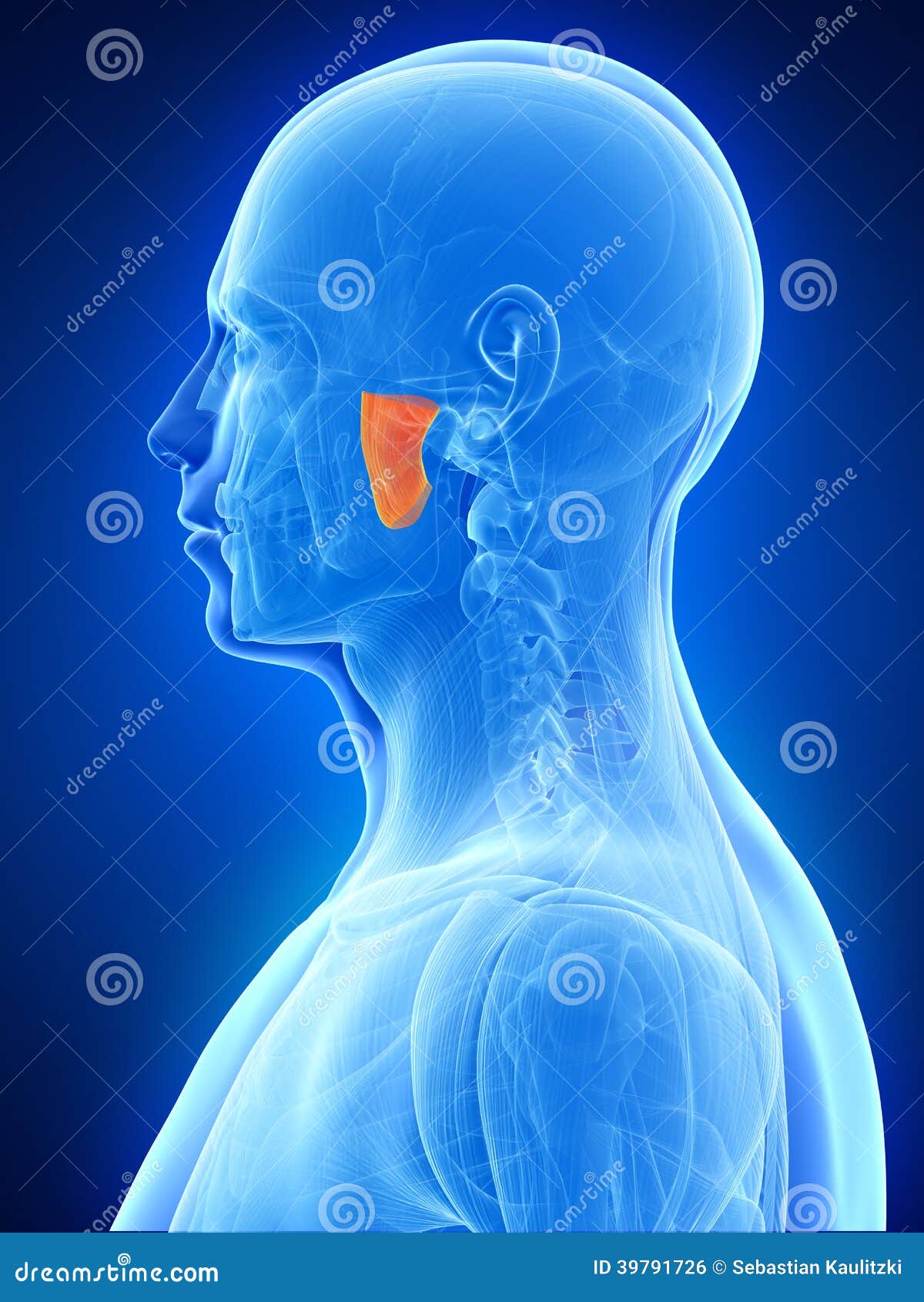 The masseter deep stock illustration. Illustration of medical - 39791726