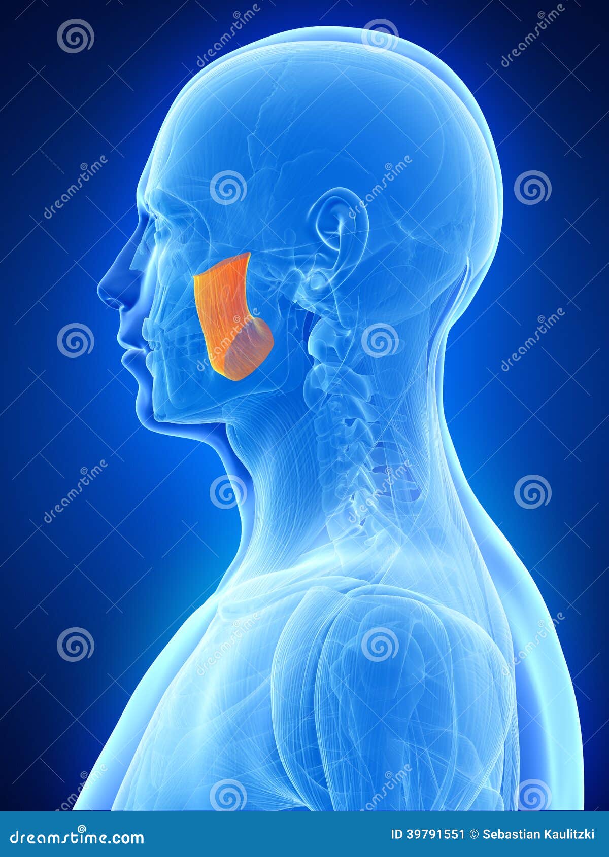 The masseter superior stock illustration. Illustration of anatomy ...