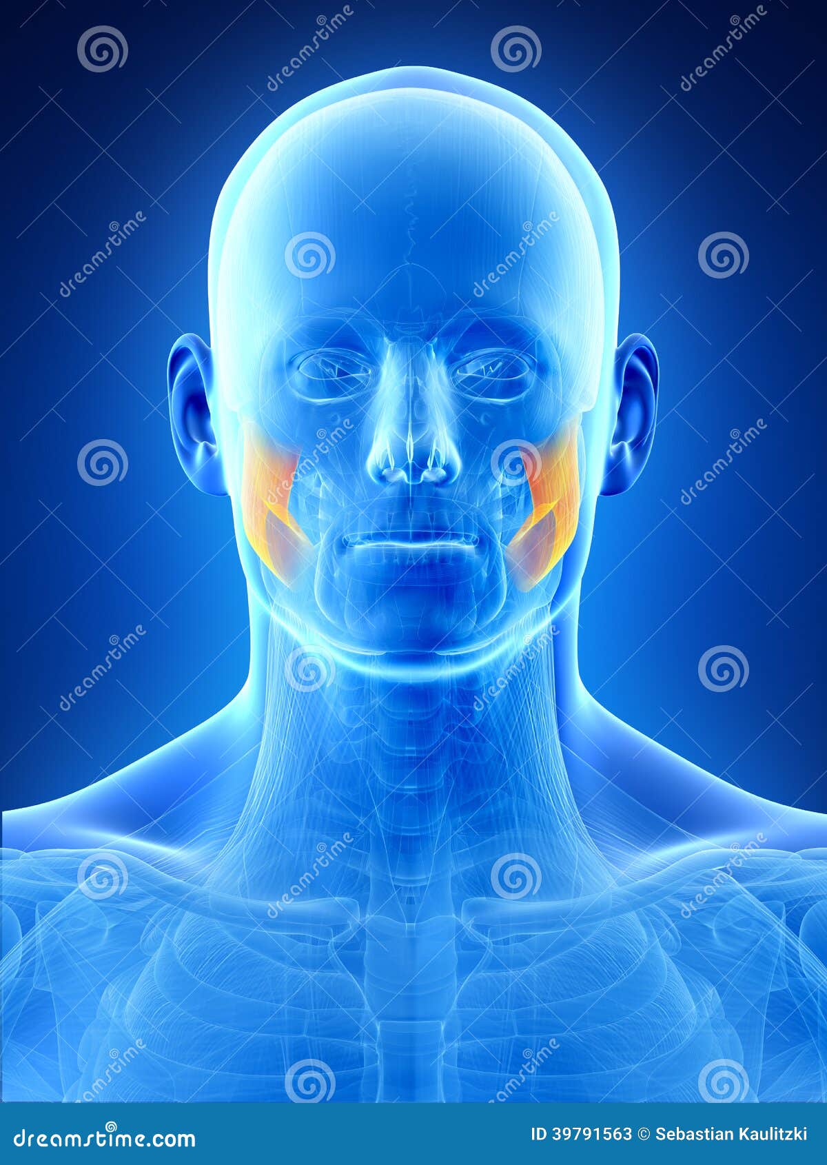The masseter superior stock illustration. Illustration of medical ...