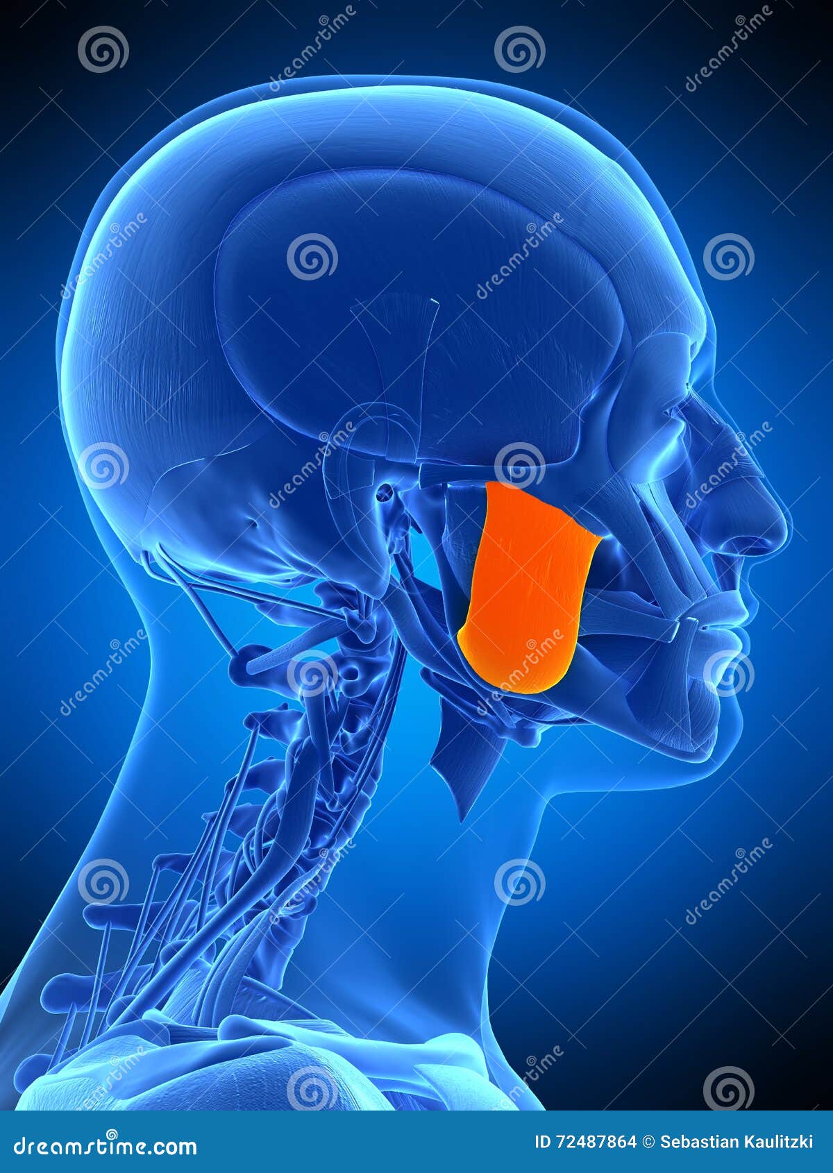 The Masseter Superior Stock Illustration | CartoonDealer.com #56286133