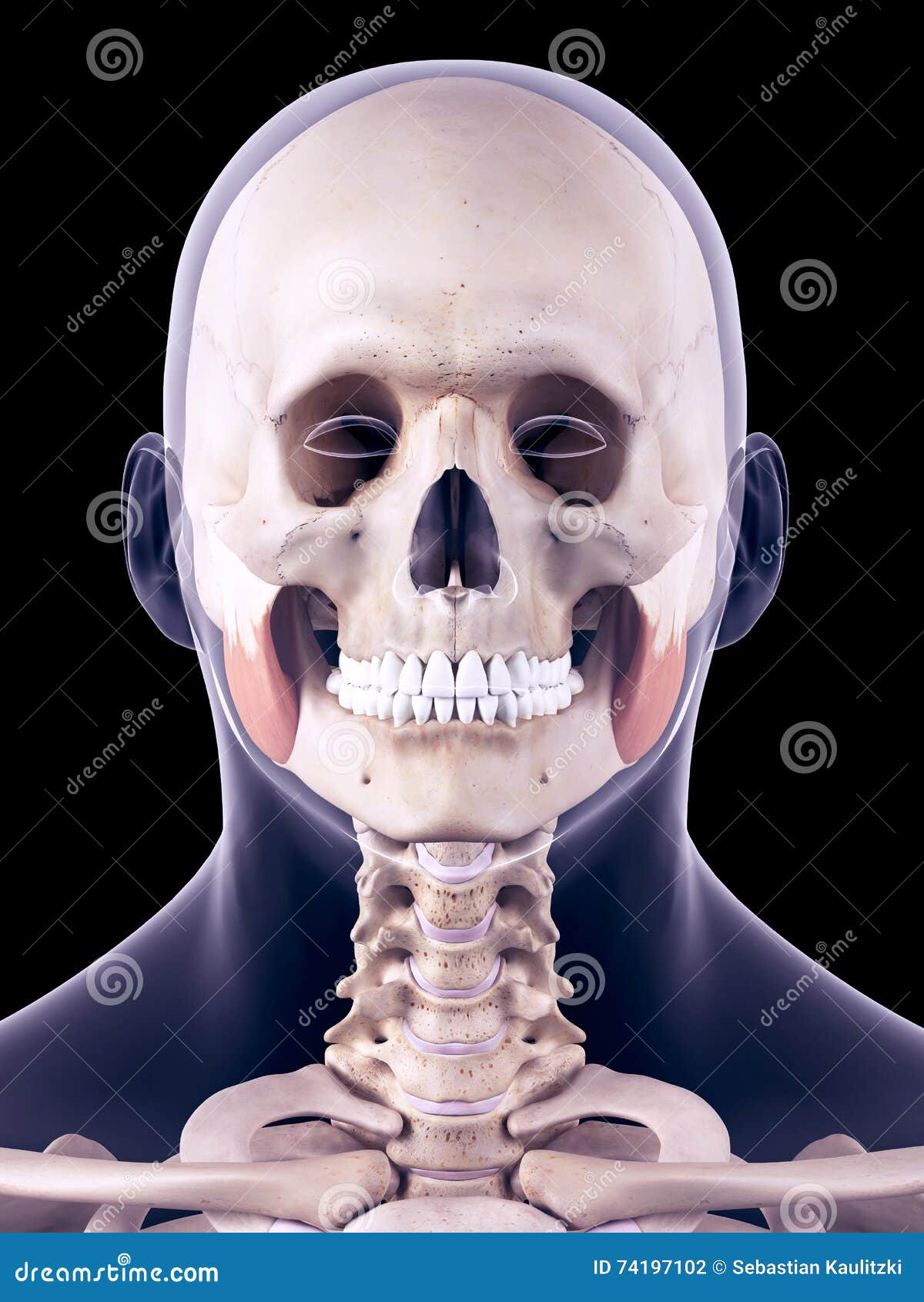 The Masseter Superior Stock Illustration | CartoonDealer.com #56286133