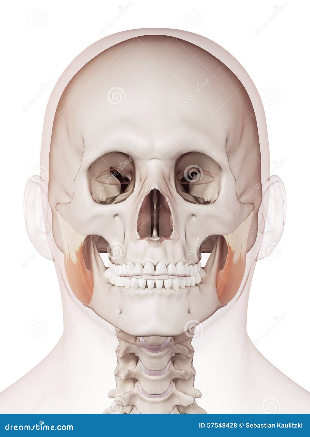 Masseter Muscle As Mastication Anatomical Muscular System Outline ...