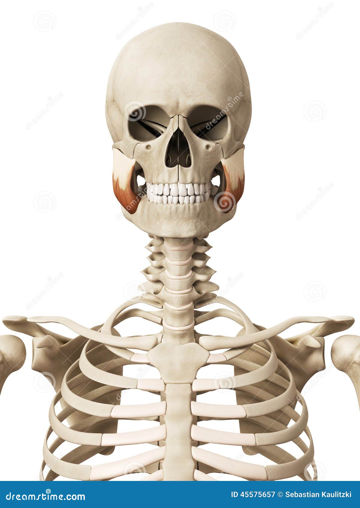 The masseter superior stock illustration. Illustration of detail - 45575657