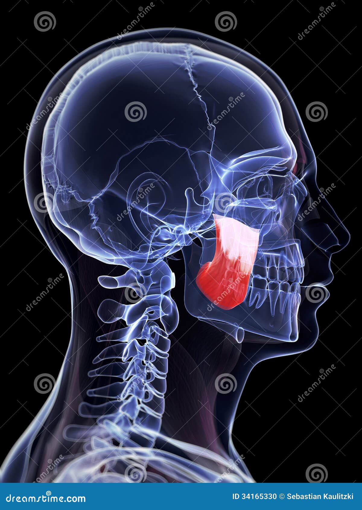 Masseter Muscle As Mastication Anatomical Muscular System Outline ...