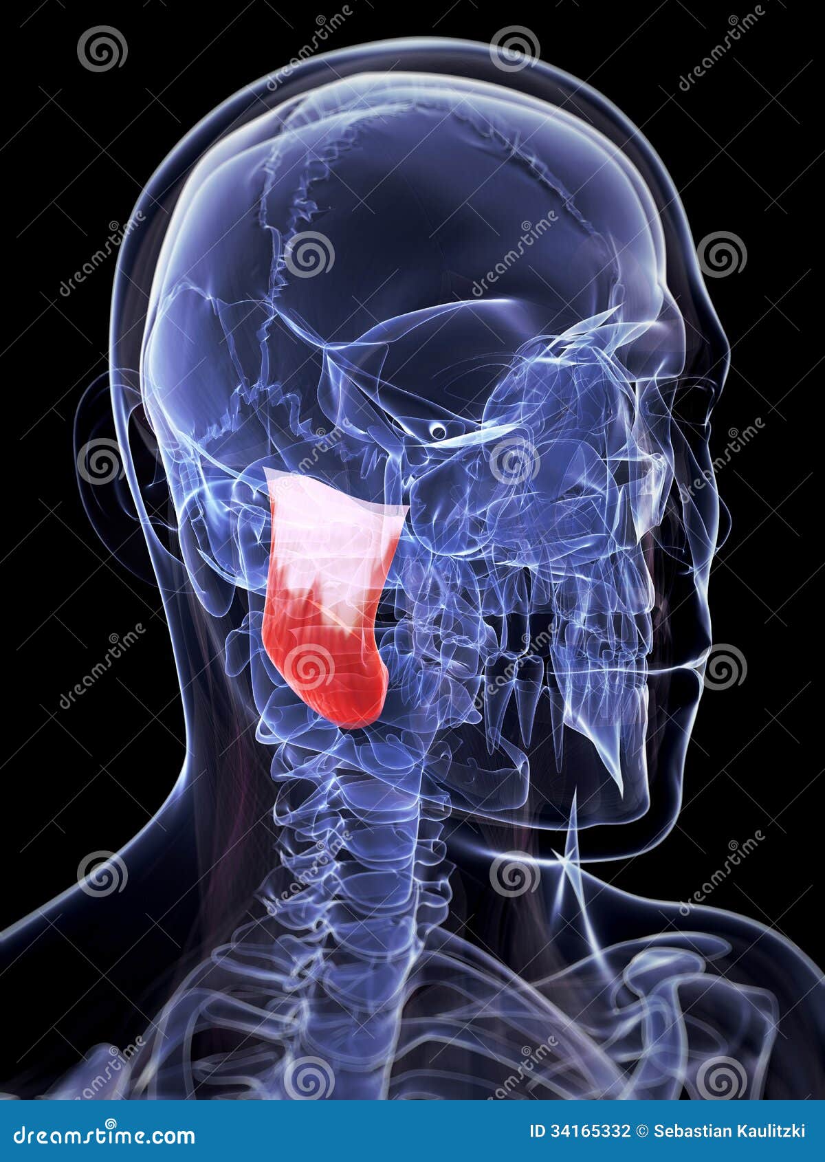 Masseter Muscle As Mastication Anatomical Muscular System Outline ...