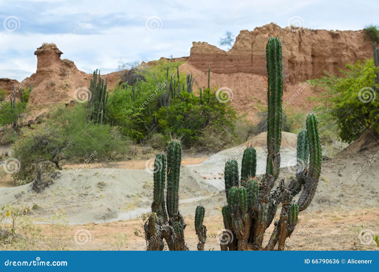 Massieve Groene Cactus in Tatacoa-woestijn Stock Foto - Image of ...