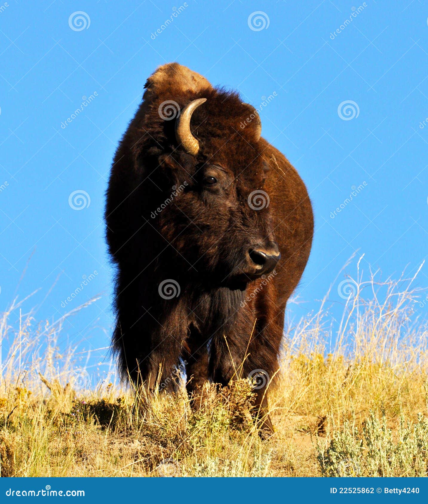 Massive American Bison Standing at Watch. Stock Photo - Image of ...