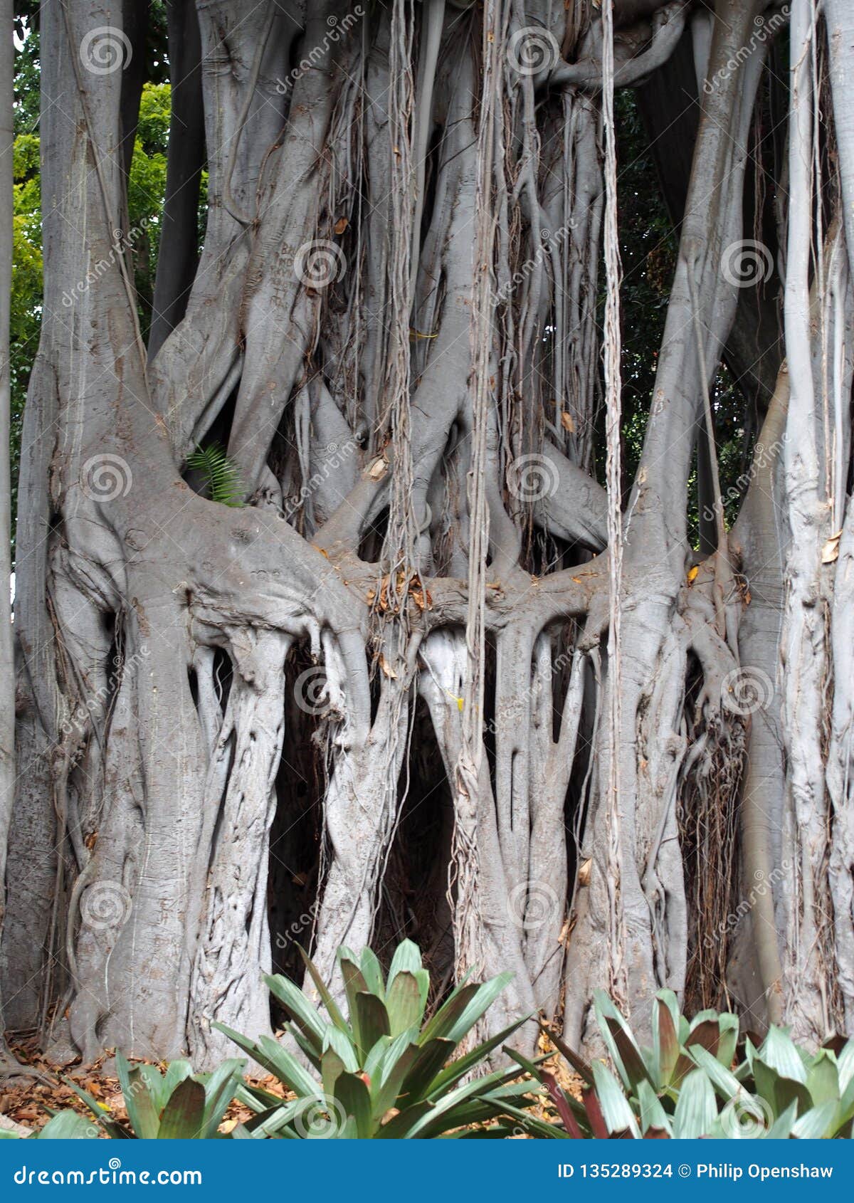 Massive Ancient Banyan Tree with Complex Joined Trunks and Branches in ...