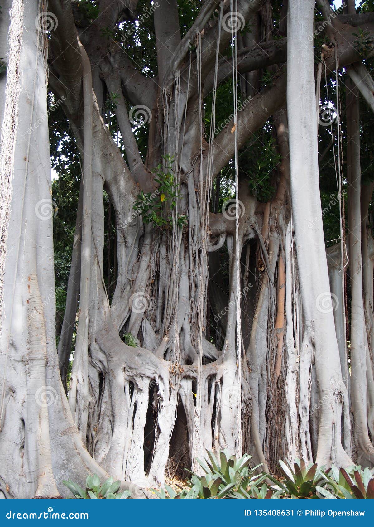 Massive Ancient Banyan Tree with Complex Joined Trunks and Branches in ...