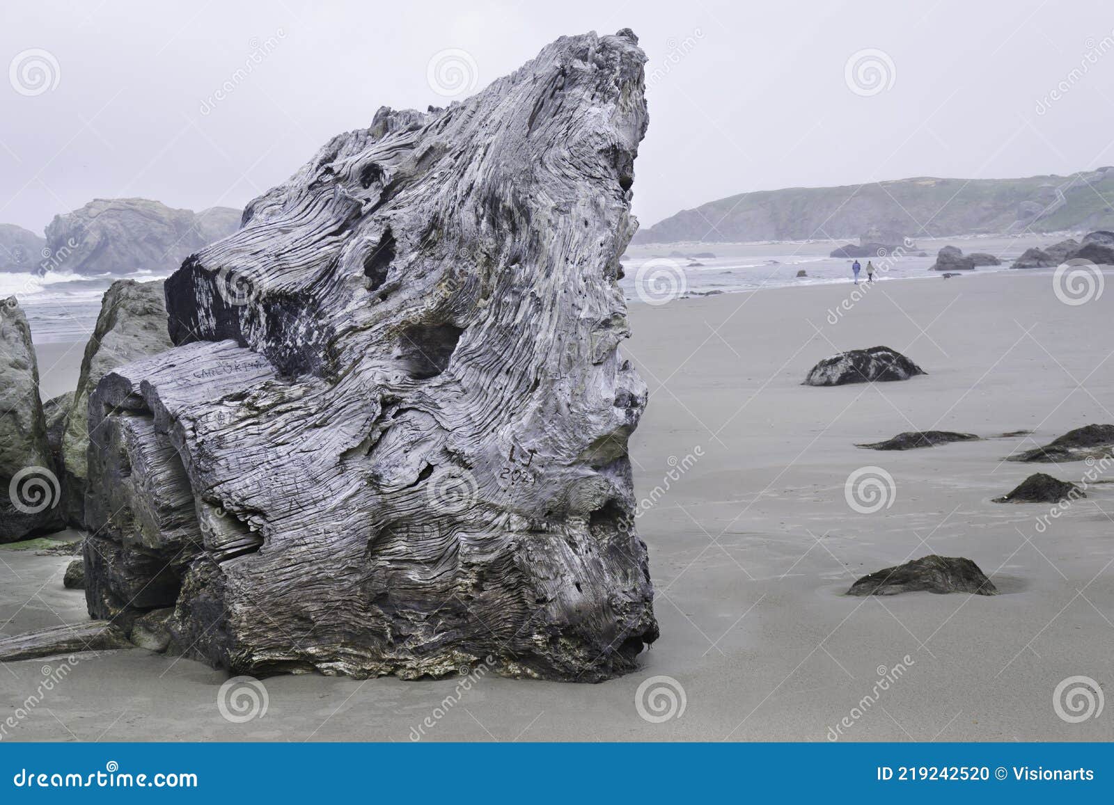 Massive Ancient Tree Stump on Ocean Beach Stock Photo - Image of trees ...