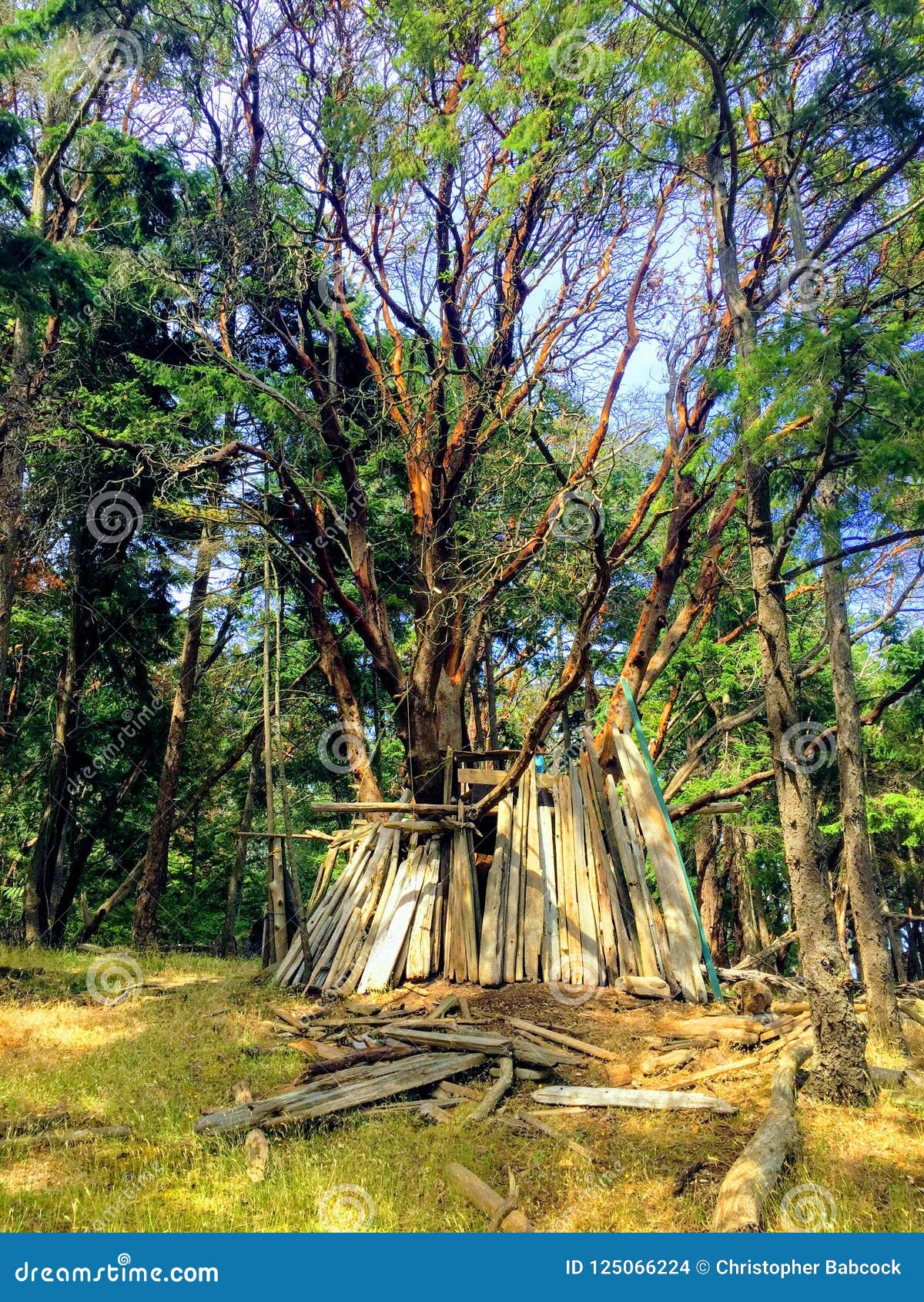 Massive Arbutus Tree Sheltering a Man Made Tree Fort Built of Dr Stock ...