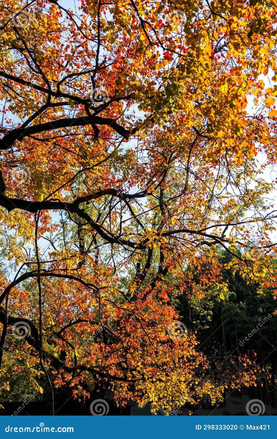Massive Autumn Leafs on Deciduous Tree, China Stock Photo - Image of ...