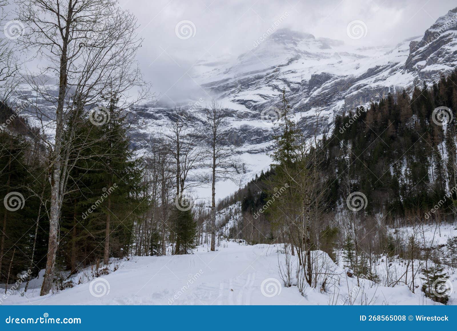 Massive Avalanche Erupts from a Snow-covered Mountain with Dried Trees ...