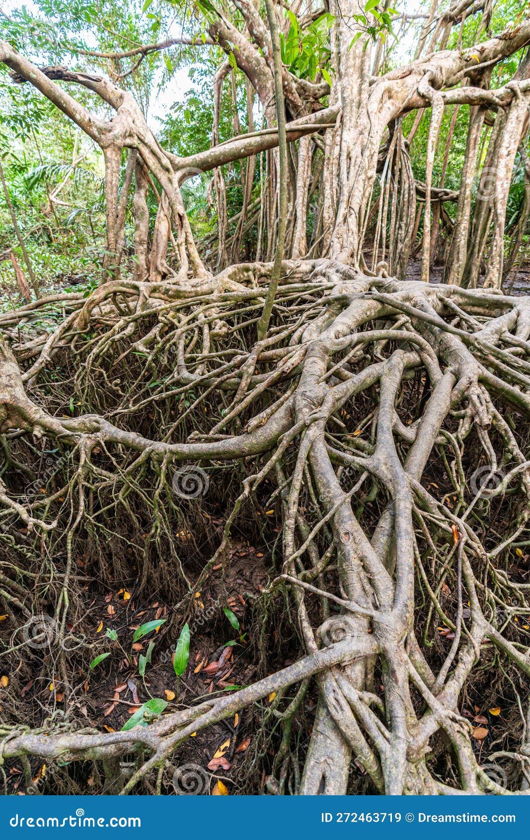 Massive Banyan Tree Root System in Rain Forest, Sang Nae Canal Phang ...