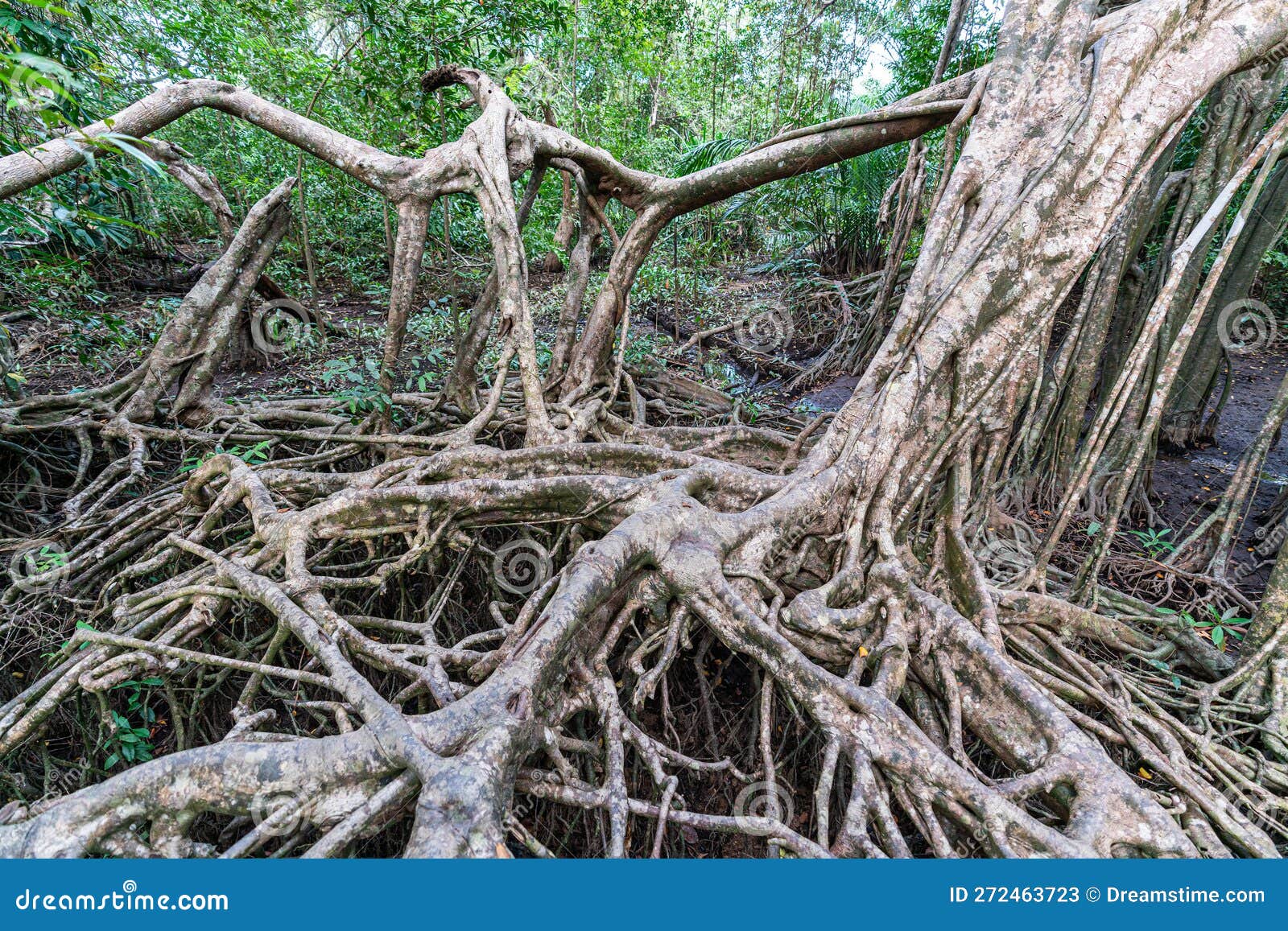 Massive Banyan Tree Root System In Rain Forest, Sang Nae Canal Phang ...