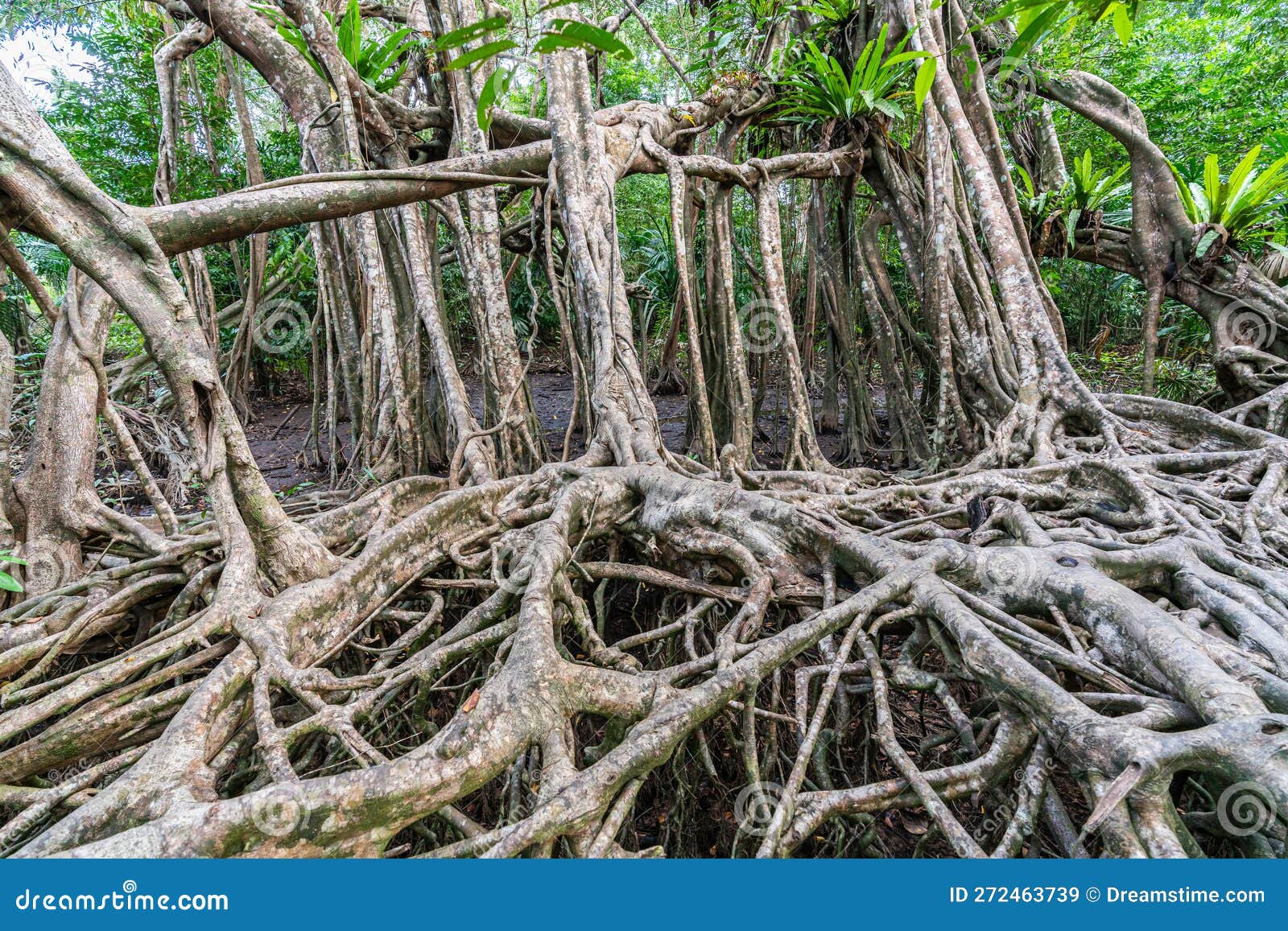 Massive Banyan Tree Root System in Rain Forest, Sang Nae Canal Phang ...