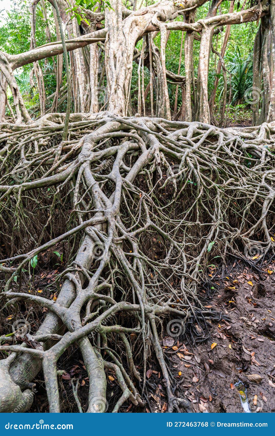 Massive Banyan Tree Root System in Rain Forest, Sang Nae Canal Phang ...