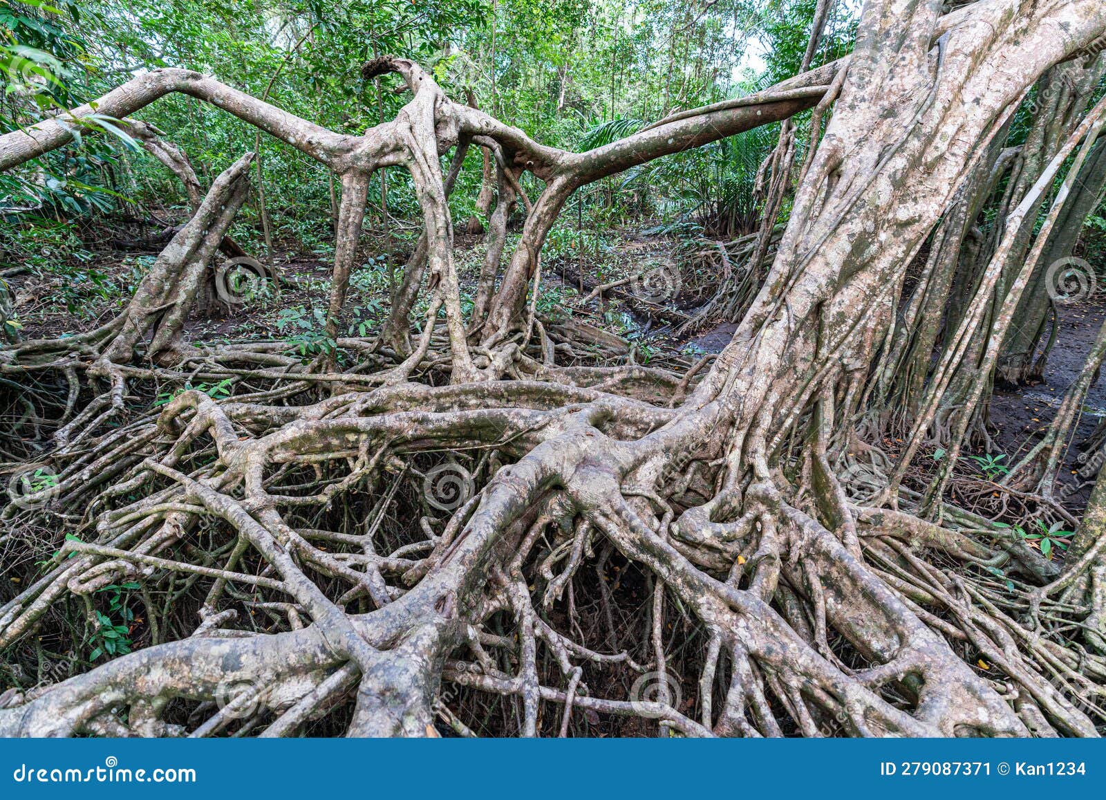 Massive Banyan Tree Root System in Rain Forest, Sang Nae Canal Phang ...