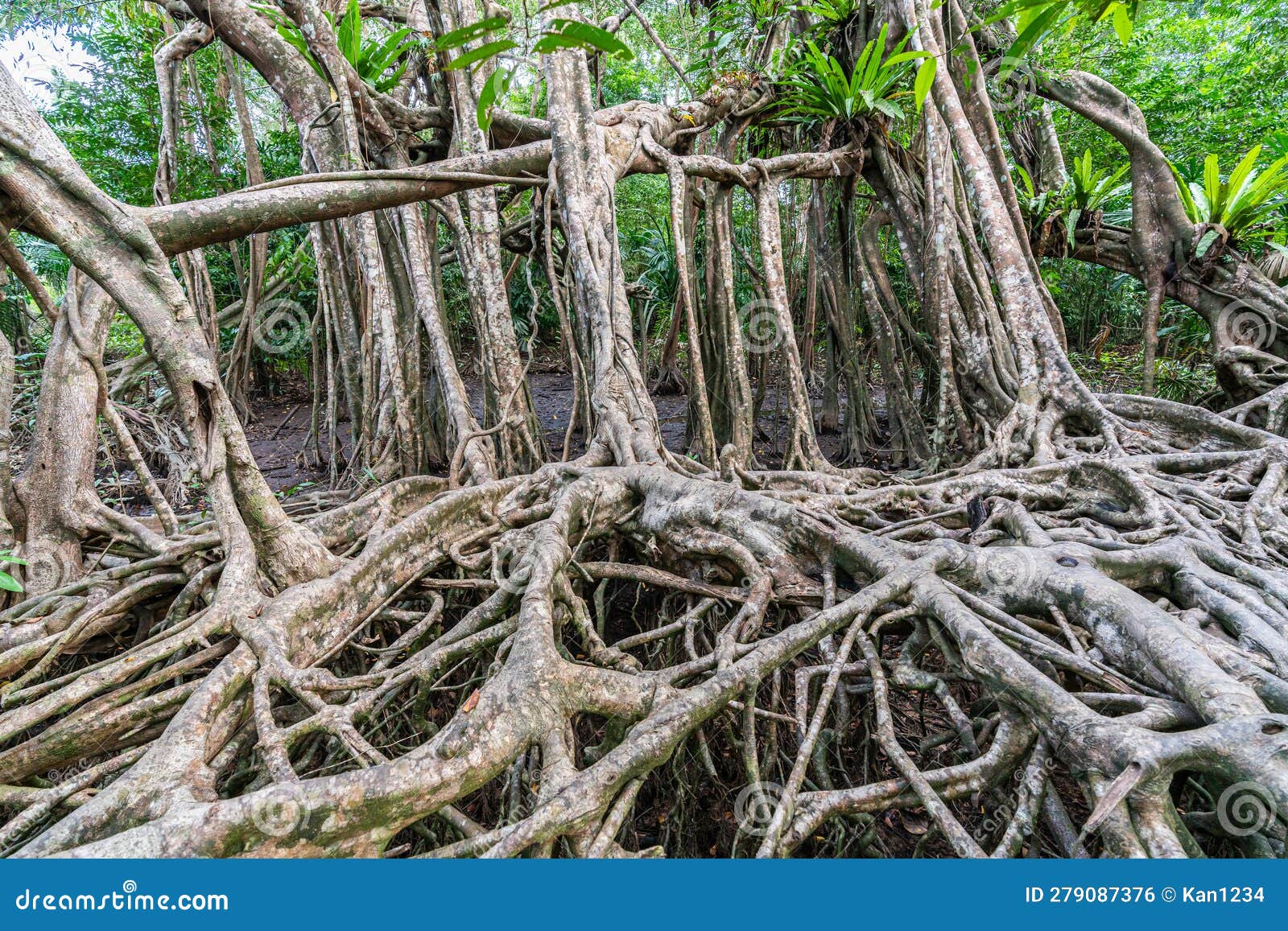 Massive Banyan Tree Root System in Rain Forest, Sang Nae Canal Phang ...