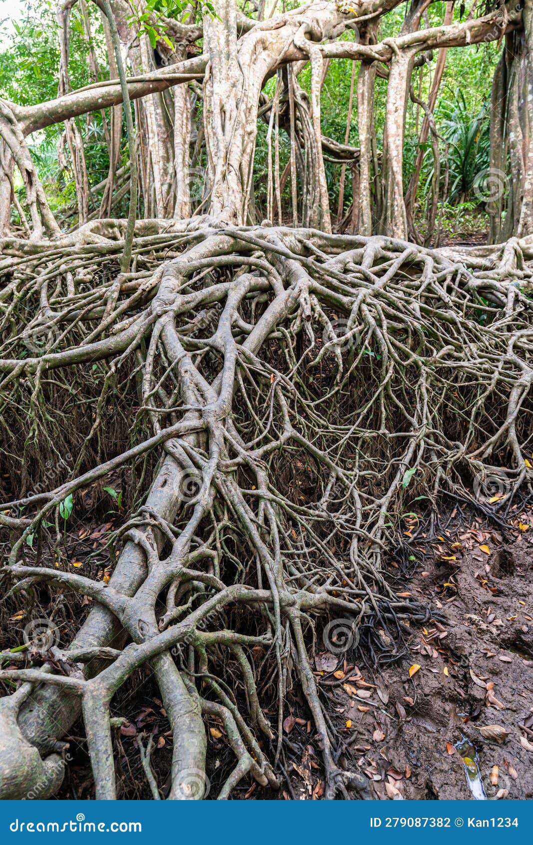 Massive Banyan Tree Root System in Rain Forest, Sang Nae Canal Phang ...