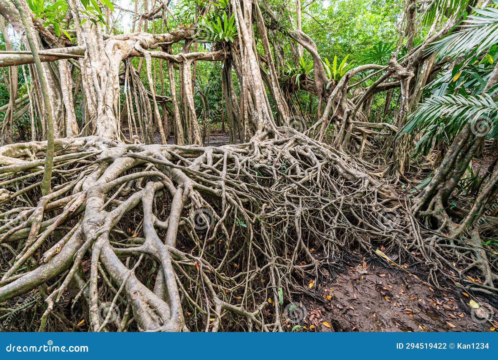 Massive Banyan Tree Root System in Rain Forest, Sang Nae Canal Phang ...