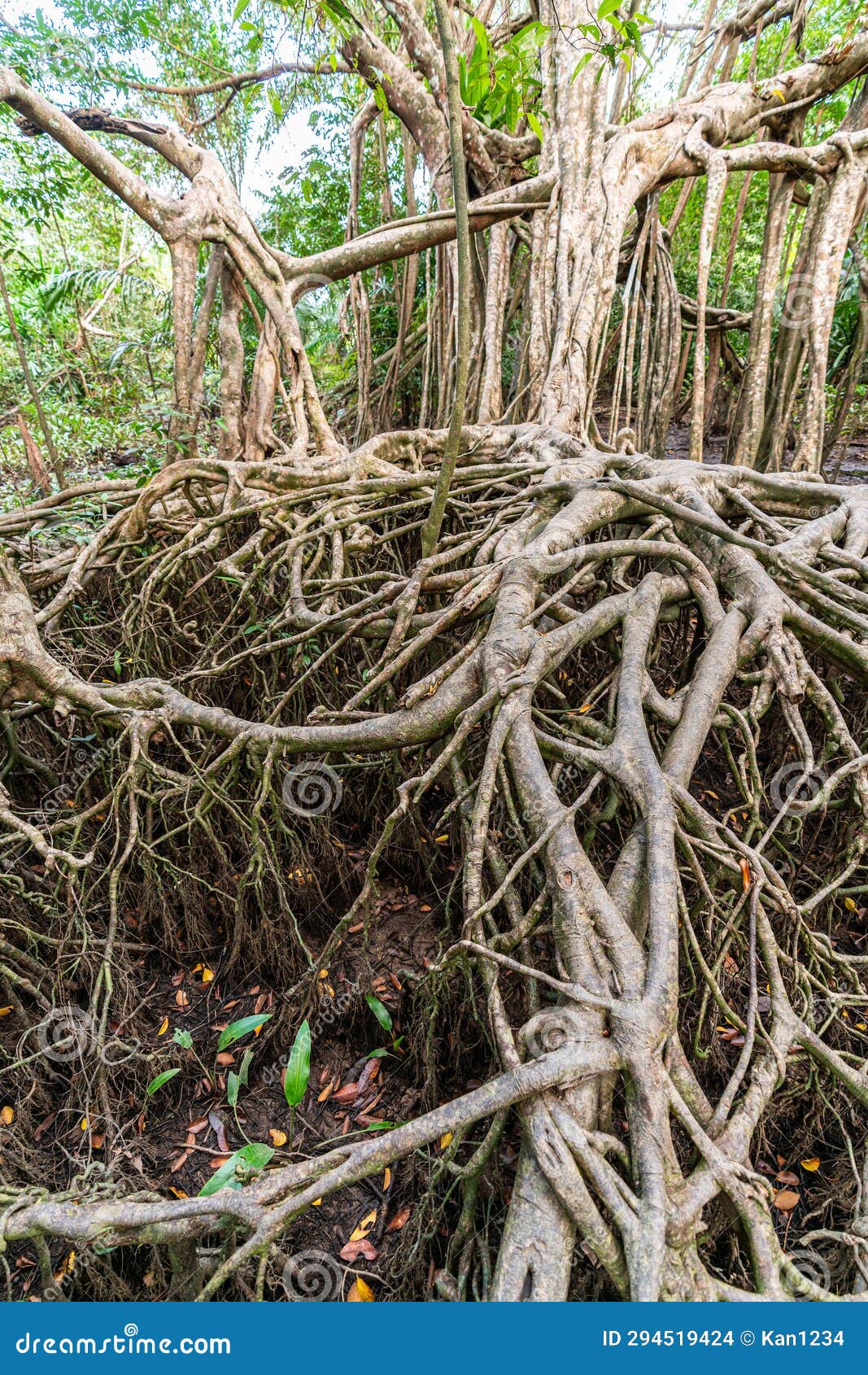 Massive Banyan Tree Root System in Rain Forest, Sang Nae Canal Phang ...