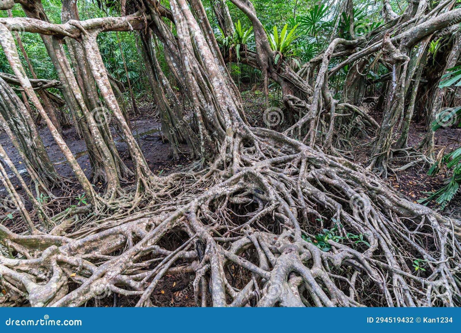 Massive Banyan Tree Root System In Rain Forest, Sang Nae Canal Phang ...