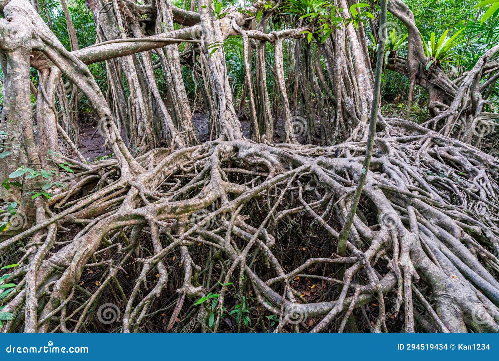 Massive Banyan Tree Root System in Rain Forest, Sang Nae Canal Phang ...