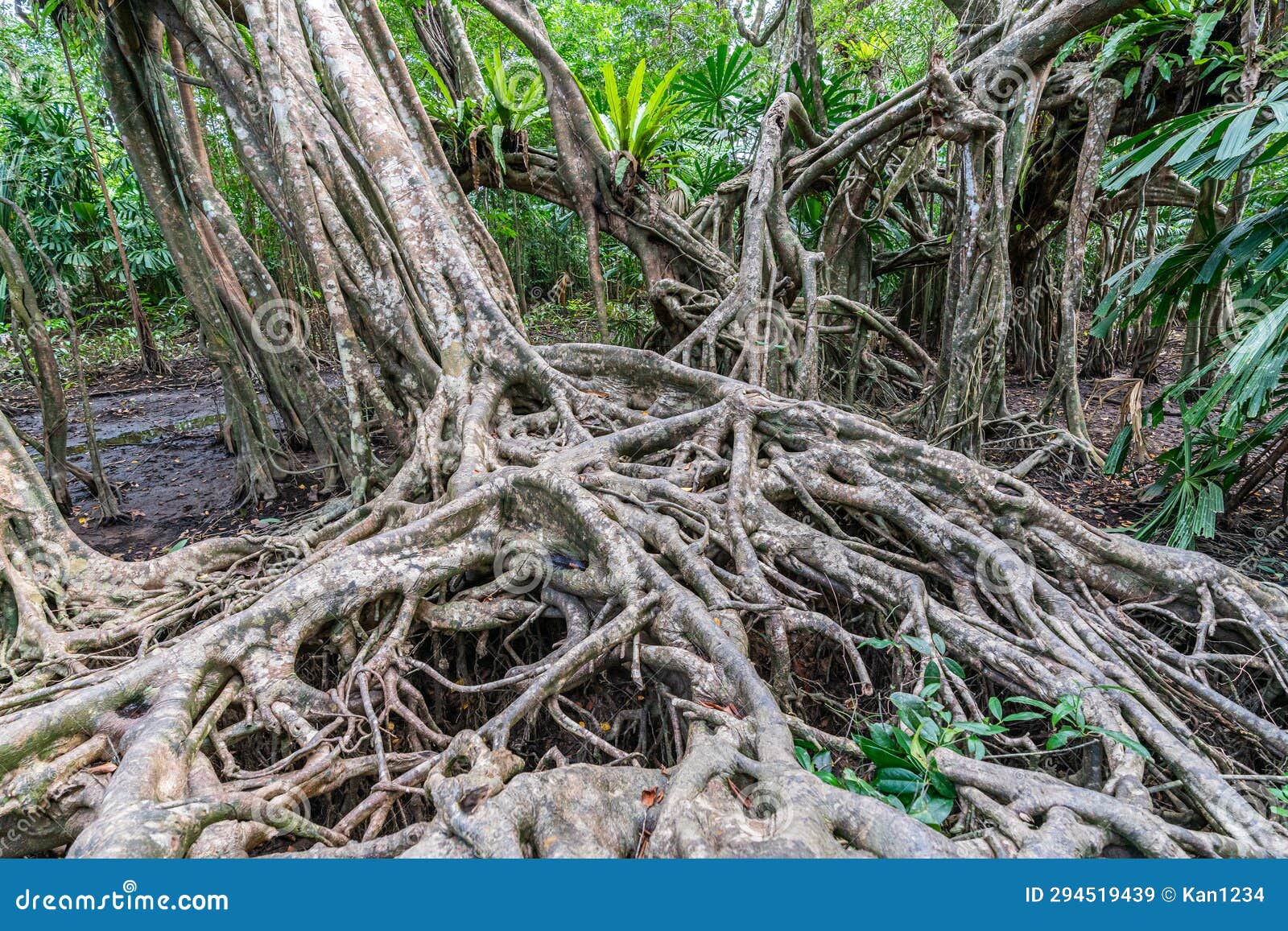 Massive Banyan Tree Root System In Rain Forest, Sang Nae Canal Phang ...