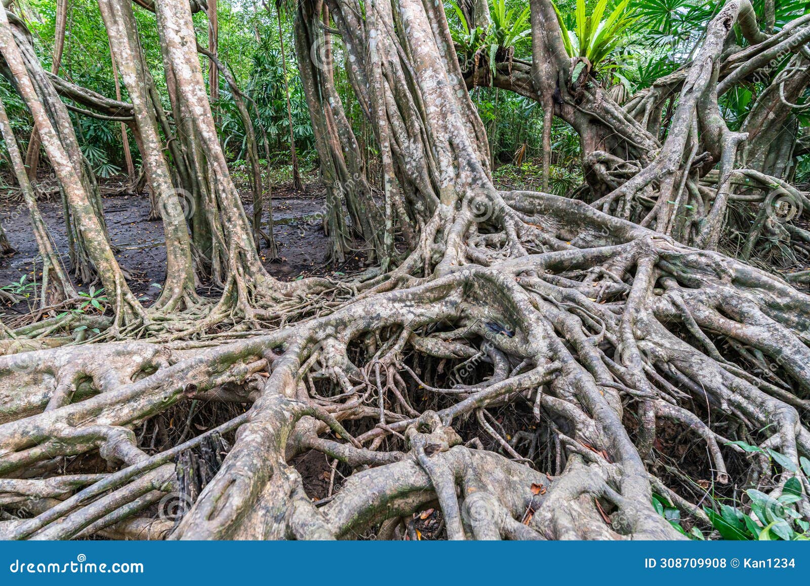 Massive Banyan Tree Root System in Rain Forest, Sang Nae Canal Phang ...