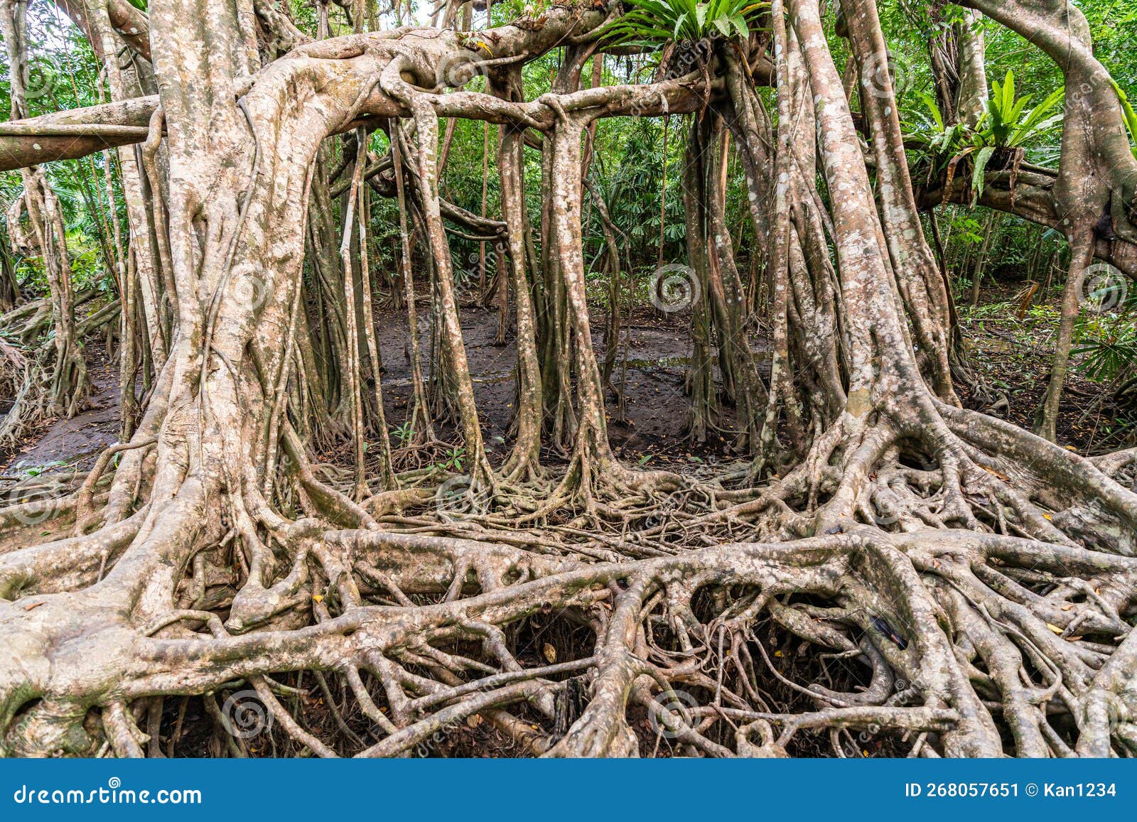 Massive Banyan Tree Root System in Rain Forest, Sang Nae Canal Phang ...