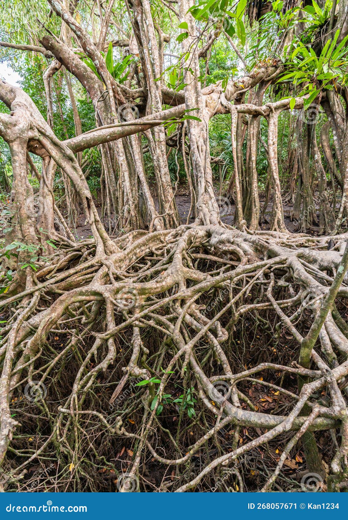 Massive Banyan Tree Root System in Rain Forest, Sang Nae Canal Phang ...