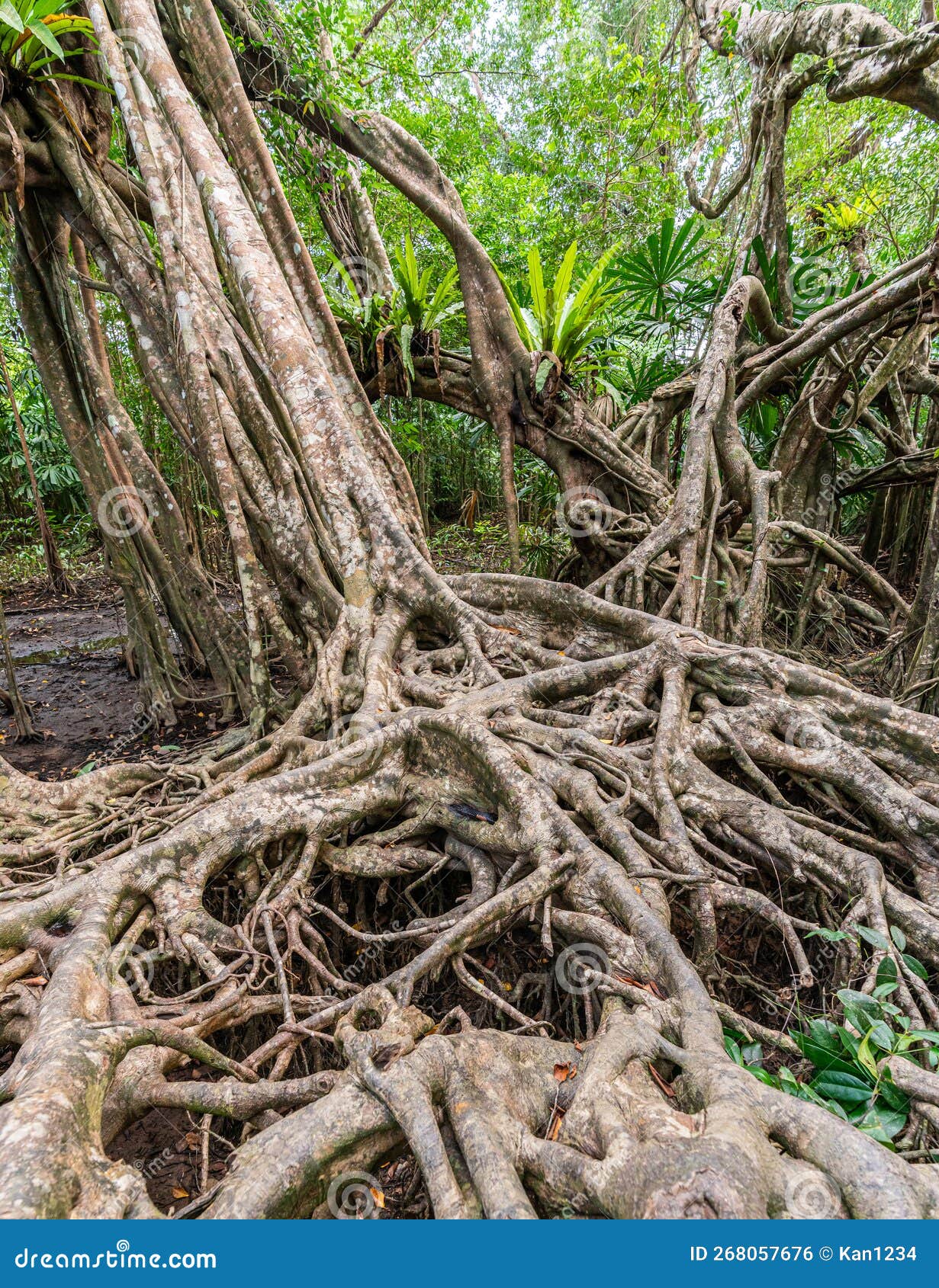 Massive Banyan Tree Root System in Rain Forest, Sang Nae Canal Phang ...