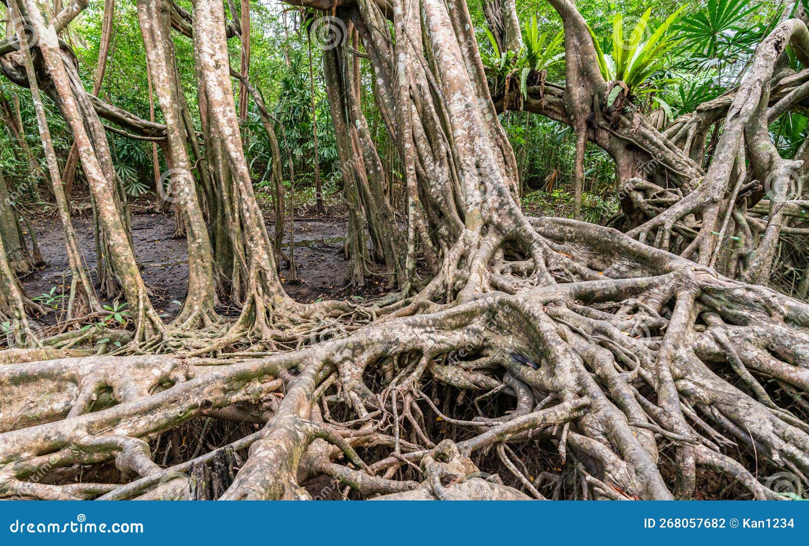 Massive Banyan Tree Root System in Rain Forest, Sang Nae Canal Phang ...