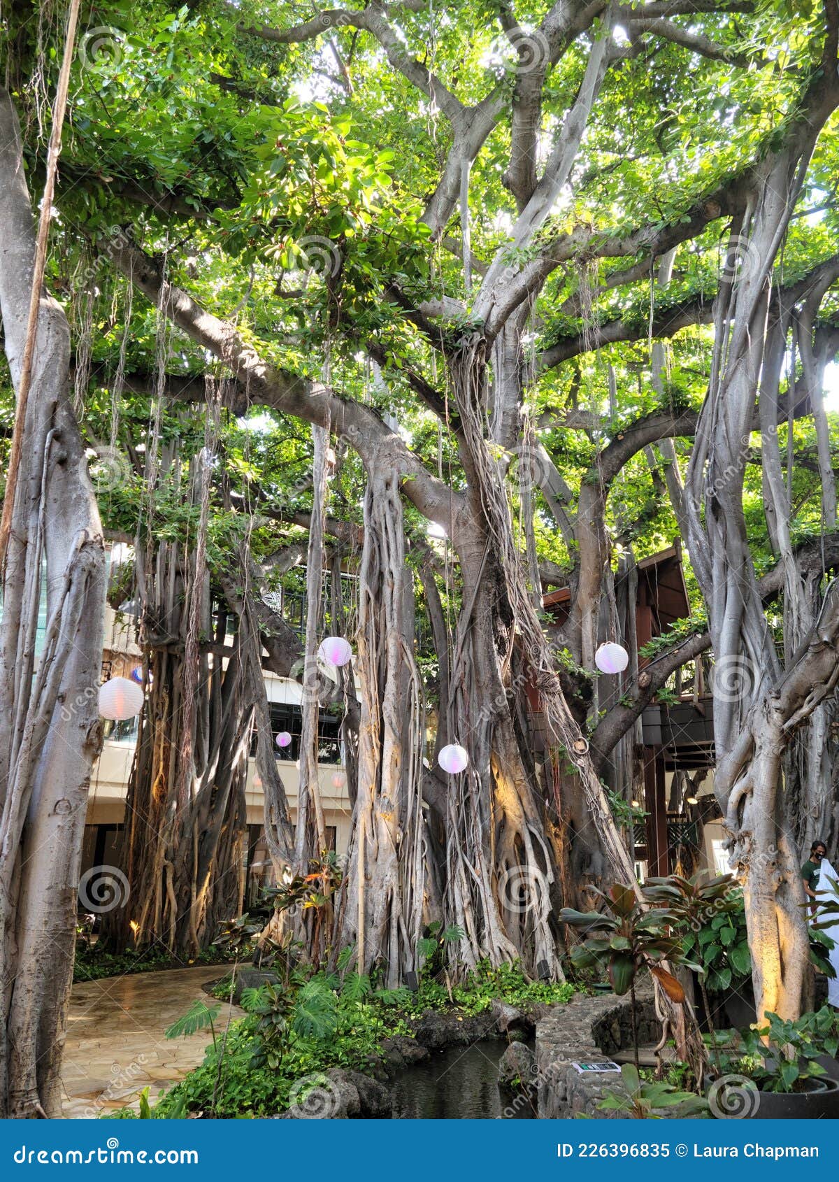 Massive Banyan Trees Inside Honolulu Mall Stock Image - Image of branch ...