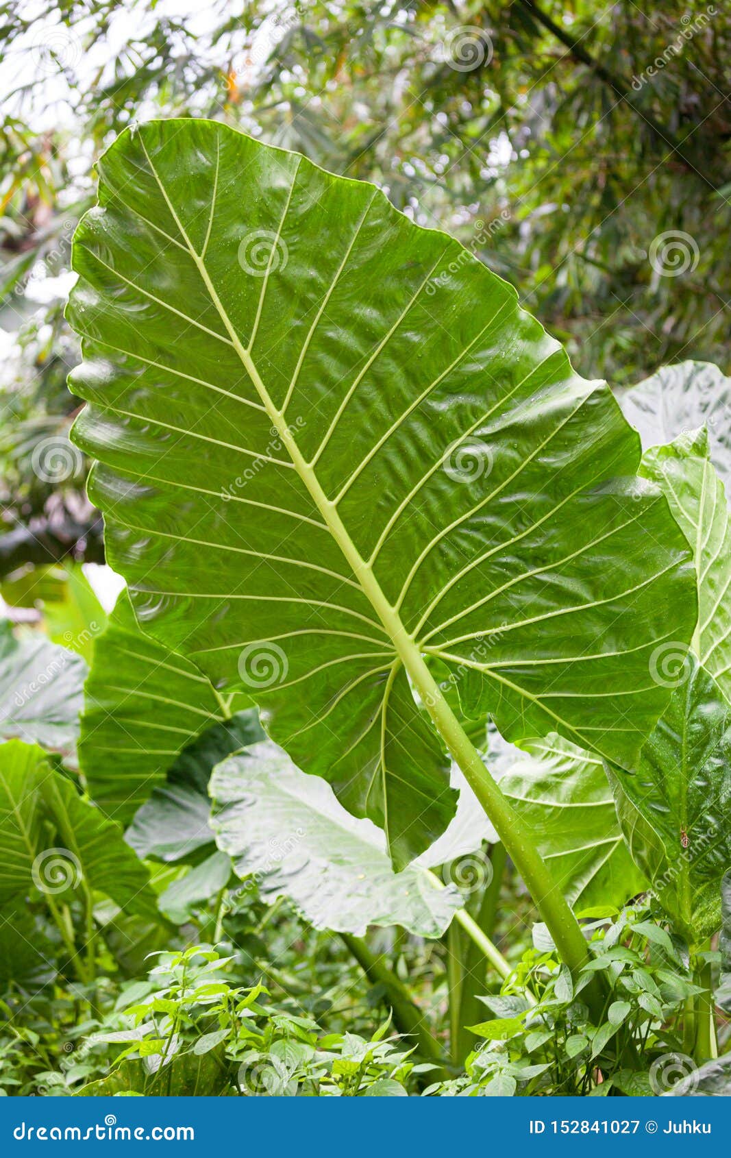 Massive big leaf in nature stock image. Image of outdoor - 152841027