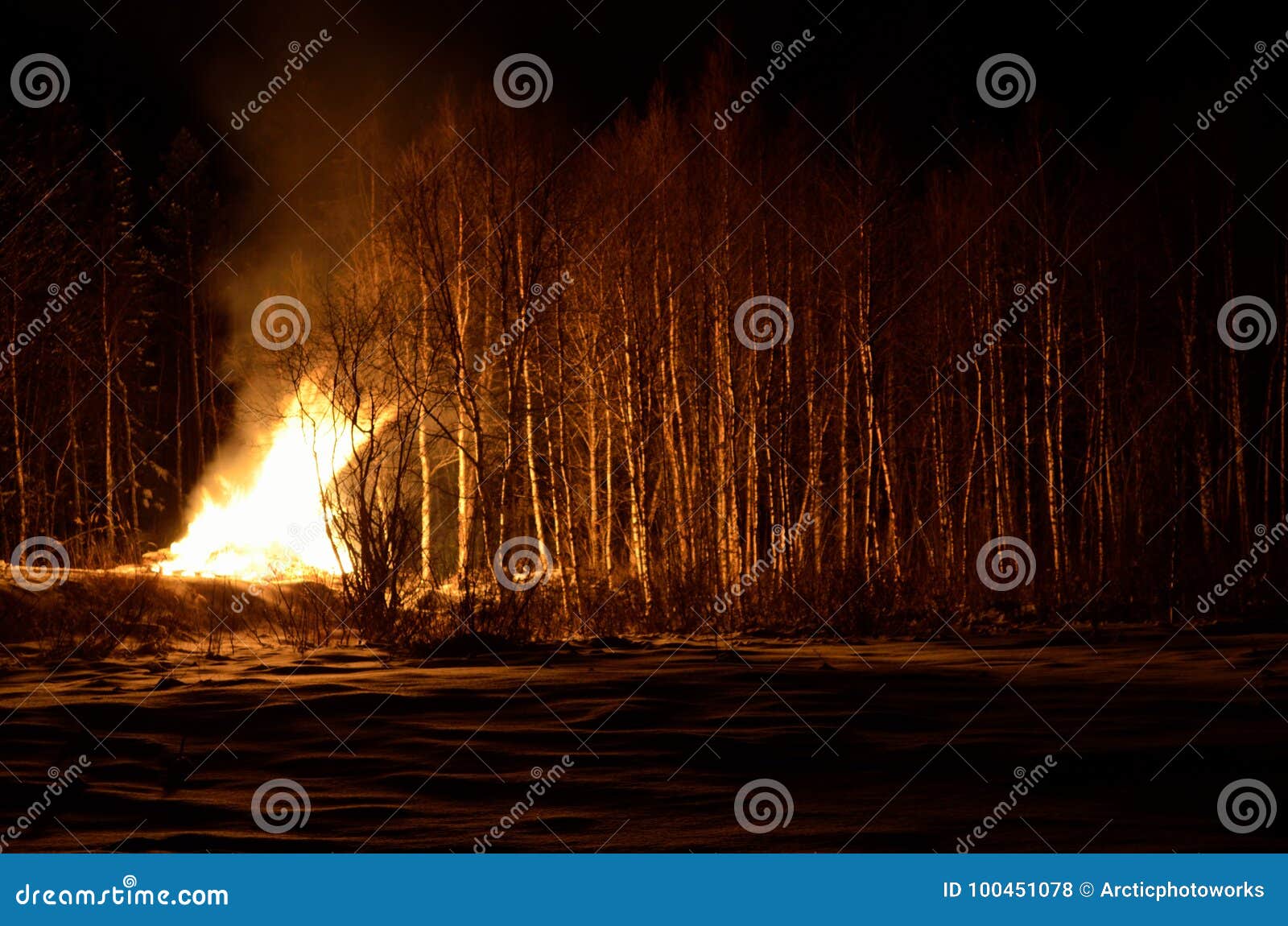 Massive Bonfire in Winter Night Birch Tree Forest Stock Photo - Image ...