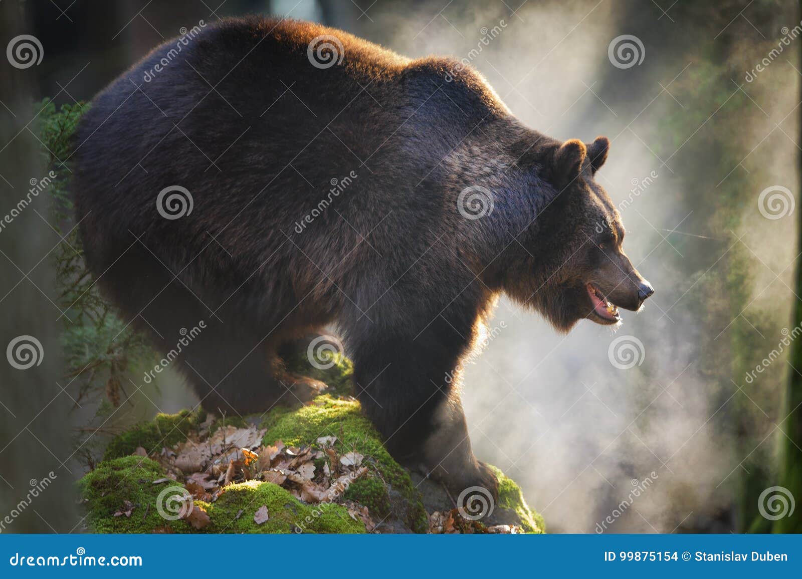 Massive Brown Bear Standing on the Rock Stock Photo - Image of finland ...