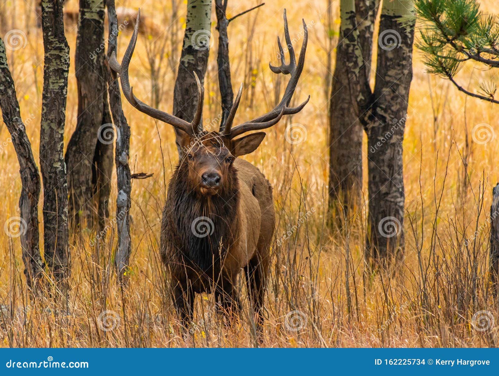 A Massive Bull Elk with Grass on Face Stock Photo - Image of aggressive ...