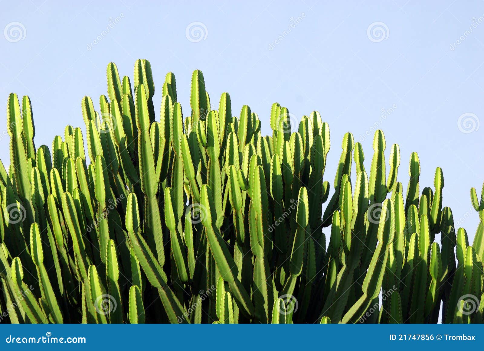 Massive cactus tree stock photo. Image of giant, tree - 21747856