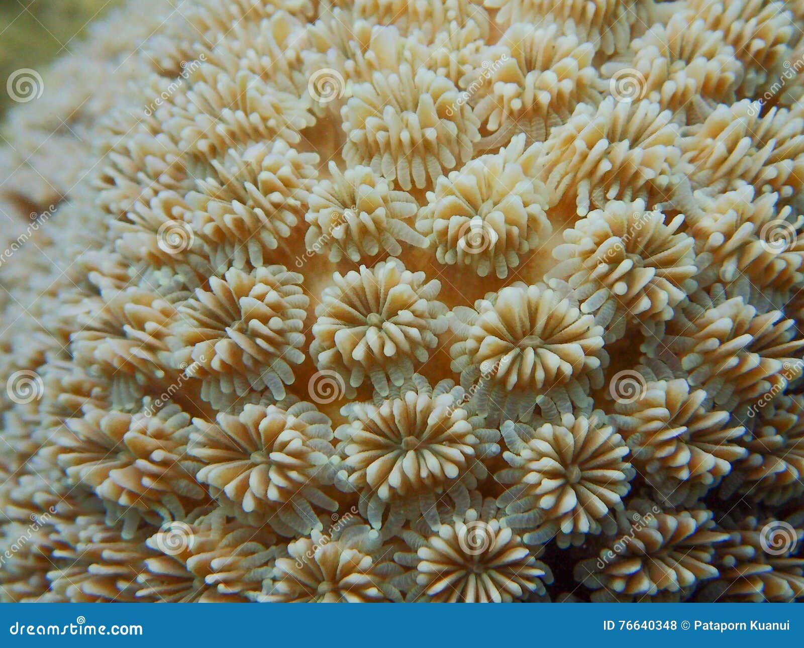 Massive Coral in the Blue Background Stock Photo - Image of animal ...
