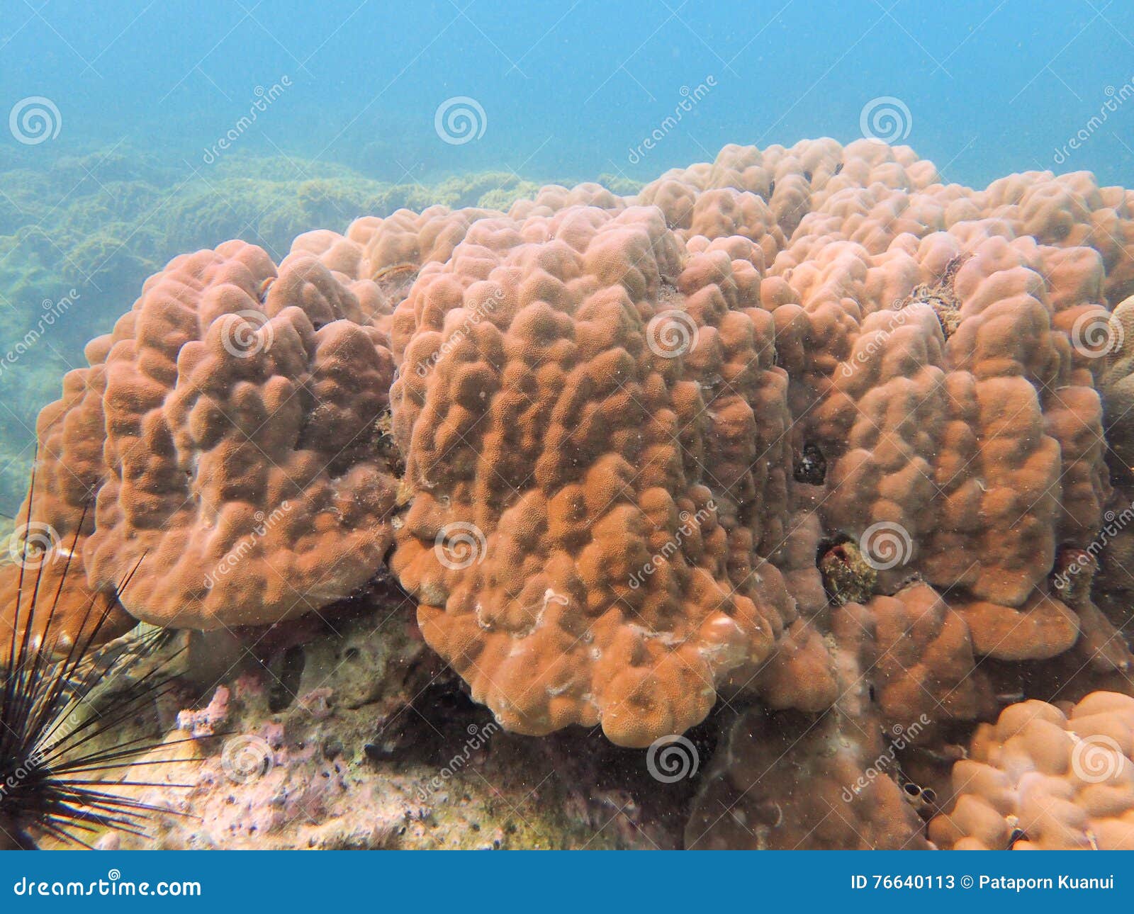 Massive Coral in the Blue Background Stock Image - Image of beautiful ...
