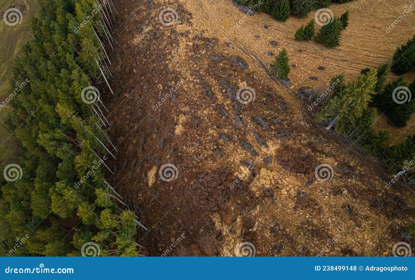 Massive Deforestation. Aerial View of a Forest with a Lot of Trees that ...
