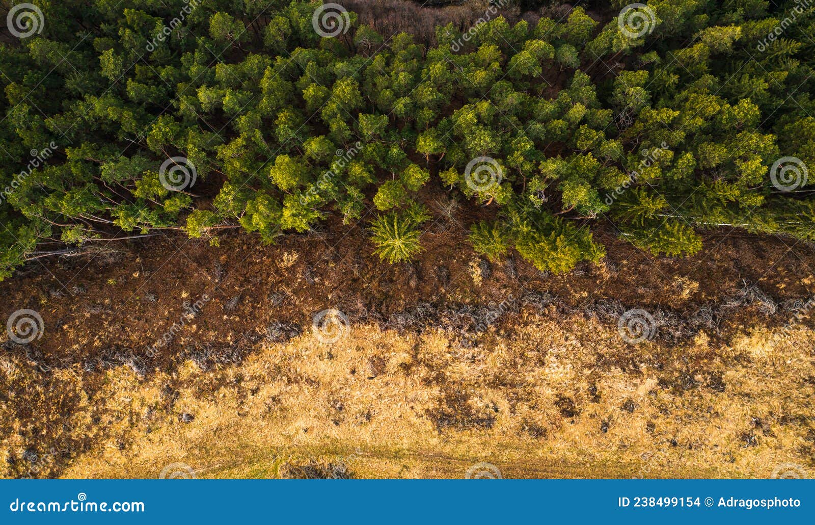 Massive Deforestation. Aerial View of a Forest with a Lot of Trees that ...