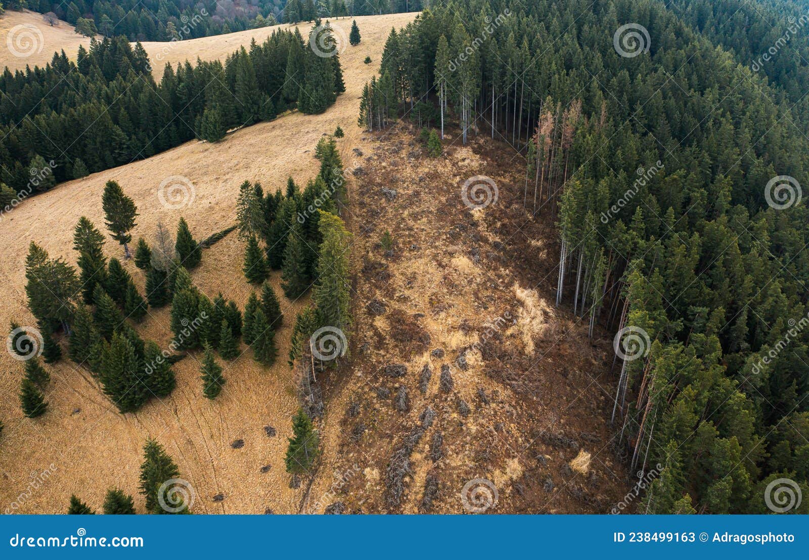 Massive Deforestation. Aerial View of a Forest with a Lot of Trees that ...